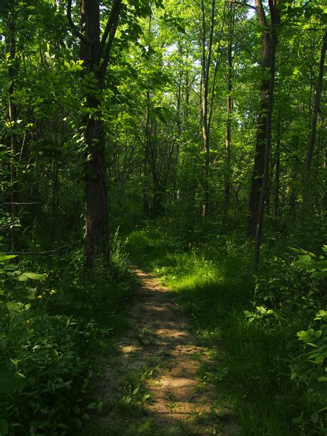 Forest Path 1 By Allstock On Deviantart