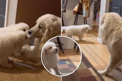 Great Pyrenees Dad Takes Things Too Far When Playing With Puppies