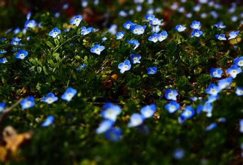 オオイヌノフグリの花言葉色別の意味や由来は英語名や和名とはGreenSnapグリーンスナップ