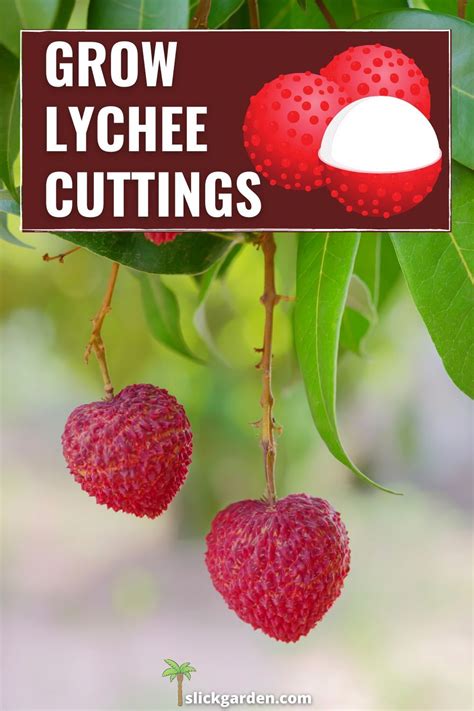 grow lychee cuttings how to grow lychee garden crafts garden projects
