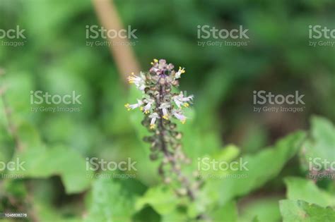 거룩한 바 실 또는 Tulsi 흐린된 잎 Odisha Indiaocimum Tenuiflorum 또한 때때로 철자 꽃