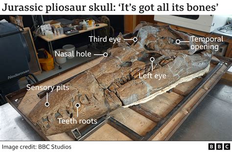 Pliosaur Discovery Huge Sea Monster Emerges From Dorset Cliffs World