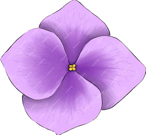 Premium Vector Hydrangea Flower Vector