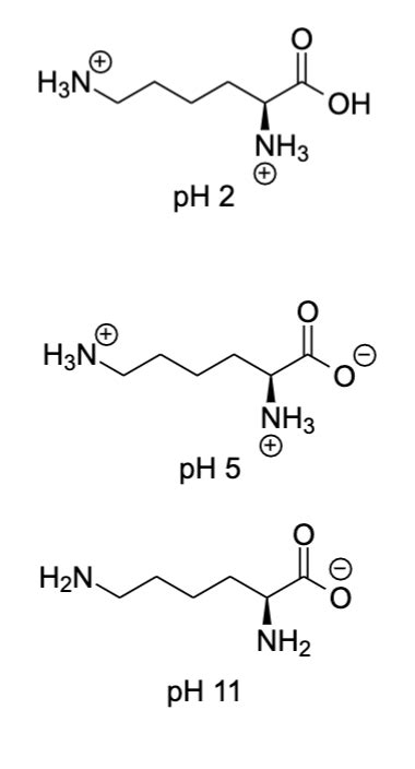 Draw The Predominant Ionic Structure Of Lysine That Would Exist In