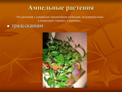 Комнатные растения. Уход за ними и их размещение в интерьере квартиры ...