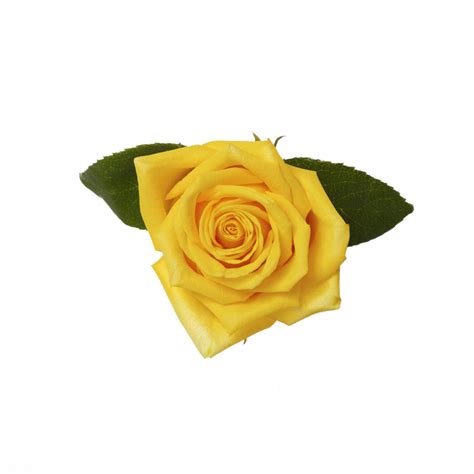 Rose Yellow High And Exotic Lovingly Charlotte Flower Market