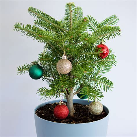 Gallery Page Christmas Trees For Hire Tree Shepherds Tauranga