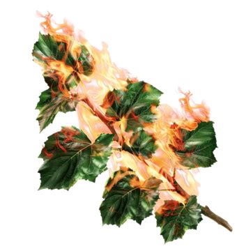 Branch Transparent A Tree Branch Tree Branch Tree Braches Branch