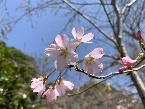 御殿山／かんばら御殿山さくらまつり ぽれぽーれさんの金丸山・大丸山・雨乞山の活動データ Yamap ヤマップ