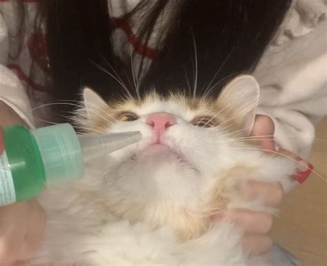 其实猫猫早就讨厌你了，你竟然不知道 知乎