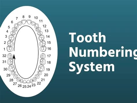 Orthodontic Teeth Numbering System Palmer Fdi Universal System
