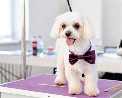 How Often Should You Groom Your Dog Get The Facts