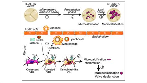 Inflammation And Tumor Progression Signaling Pathways And 47 Off