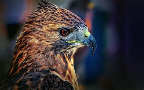 Birds Animals Sky Blue Bird Of Prey Eagle Bald Eagle Beak