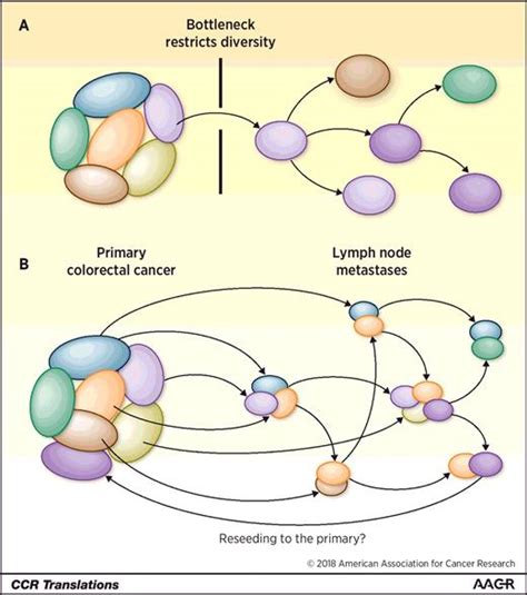 Metastasis Seeding Cells Lone Invaders Or Mass Migrators Clinical