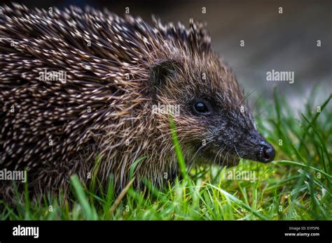 Junge Igel Erinaceus Europaeus Scheinbar Lächelnd Stockfotografie Alamy