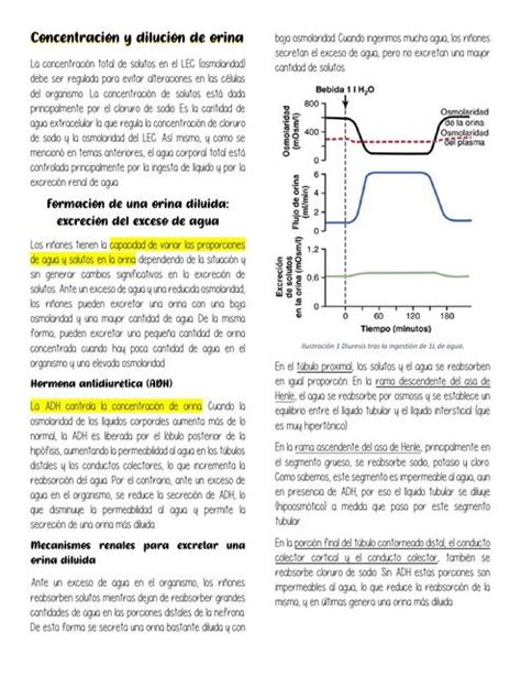 Concentración Y Dilución De Orina Keithy Velásquez Udocz