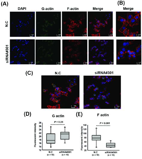 Loc550643 Knockdown Modulated G Actin And F Actin Polymerization To