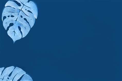 복사 공간이있는 흑백 파란색 톤 이미지 꽃 배경 평평한 몬스터 식물의 열대 잎 종이로 만든 어두운 파란색 종이에 미니멀 한 현대