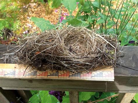Nest Box Use By The Dark Eyed Junco Junco Hyemalis