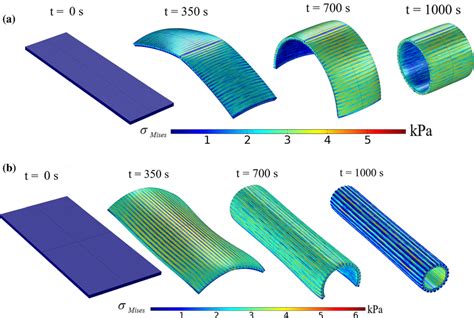 Stress Distribution And Transient Shape Shifting Of A 3d Bilayer Download Scientific Diagram