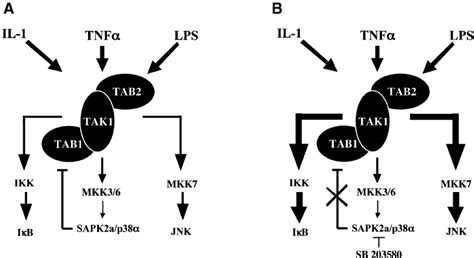Schematic Representation Of The Feedback Control Of TAK1 Activity By