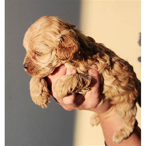 Chiot Cockapoo Miniature Femelle Beige Vendu Chiwoof