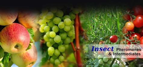 Speciality Chemicals Fine Chemicals 3 Pentyn 1 Ol 5 Hexyn 1 Ol 3 Decyn 1 Ol 3 Butyn 2 Ol 5