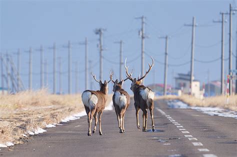 春から増える！ エゾシカとの衝突事故にはどう注意する？ Asatan