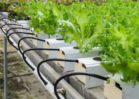 Automated Hydroponic System