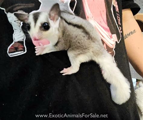 Ringtail Mosaic Sugar Glider