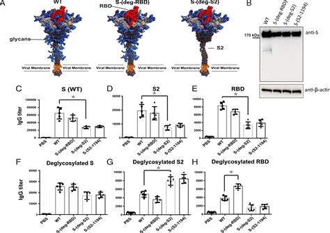Glycosite Deleted Mrna Of Sars Cov 2 Spike Protein As A Broad Spectrum