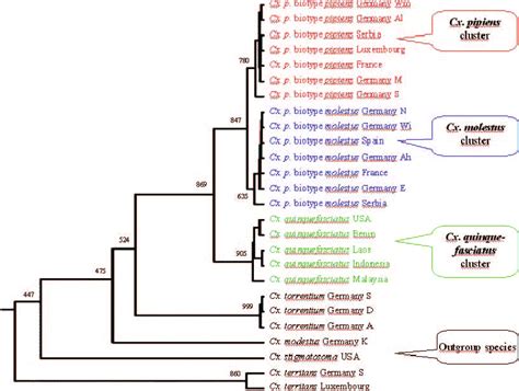 upgma dendrogram created by genetic distances nei 1978 calculated on
