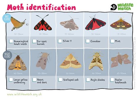 Identifying Moths Guide Moth List Moth Species Guide Mothman
