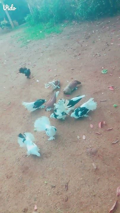 මගේ පරවි ටික 😀 Youtube