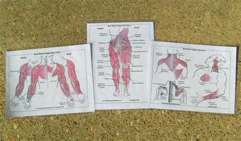 Trigger Point Massage Chart Set Of 3