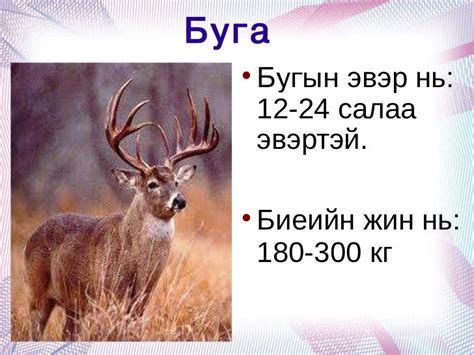 амьтад