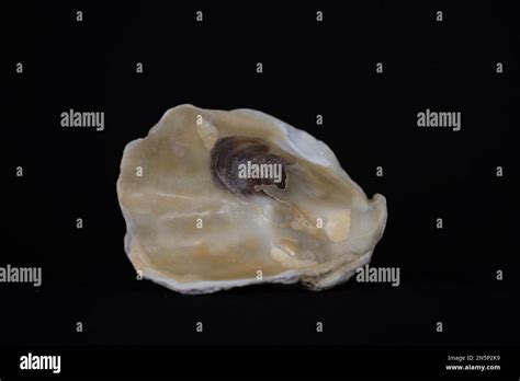 Brown And Yellow Inside Shell Of A Shellfish Exoskeleton Bearing Aquatic Invertebrate Isolated