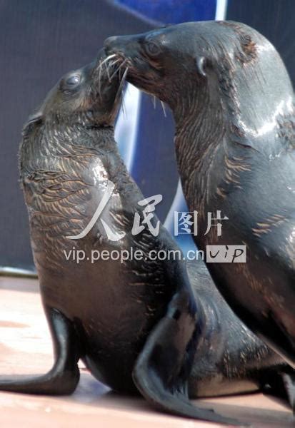 雌雄海狮海口献艺 人民图片网