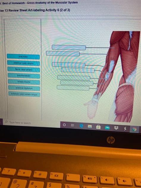 Solved Best Of Homework Gross Anatomy Of The Muscular Chegg