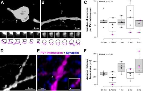 PV Interneuron Autapses A Example Of An Autapse On The Interneuron