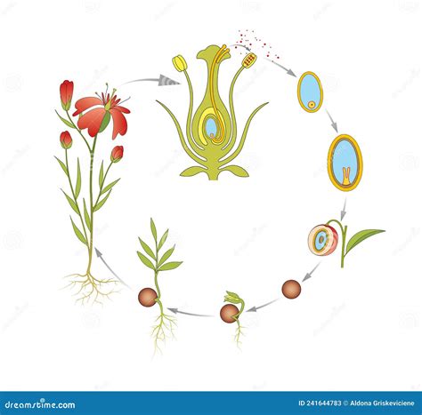 Life Cycle Of A Flowering Plant