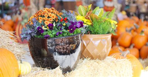 Fall Container Gardening Ideas For Your Home Calloway S Nursery