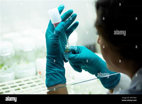 Plant Tissue Culture For Agricultural Research Stem Cell Regeneration