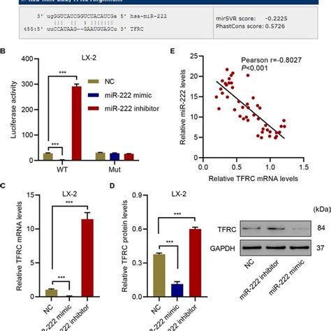 Tfrc Overexpression Inhibits Lx 2 Cell Activation Induced By Hbv Exo