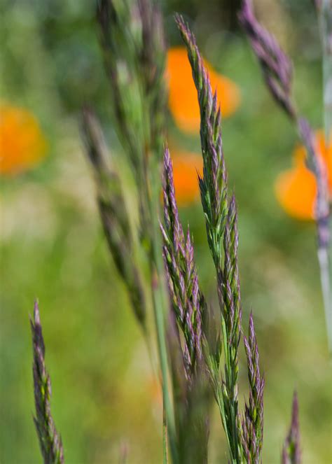 Festuca Rubra ‘molate The Watershed Nursery