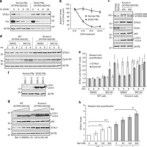 Multifaceted Functions Of Ataxin 2 And Links To Disease Ataxin 2 Download Scientific Diagram