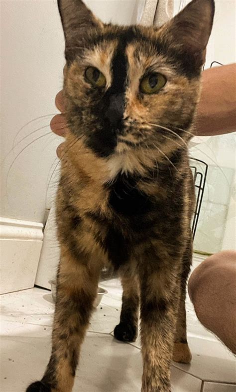 Miss Kiki Courtesy Post Kitty Connection