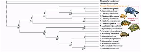 Results Of The Cladistic Analysis Corresponding To A Strict Consensus Download Scientific