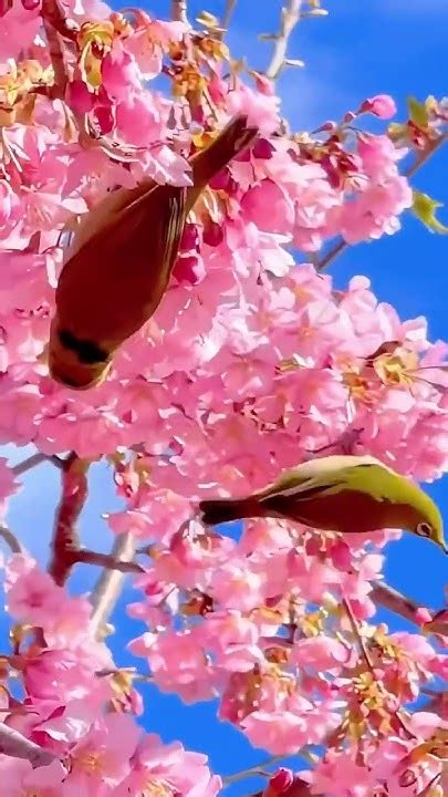 Sakura さくら Loveflowers Nature 桜花 Sakuraschoolsimulator Flowers